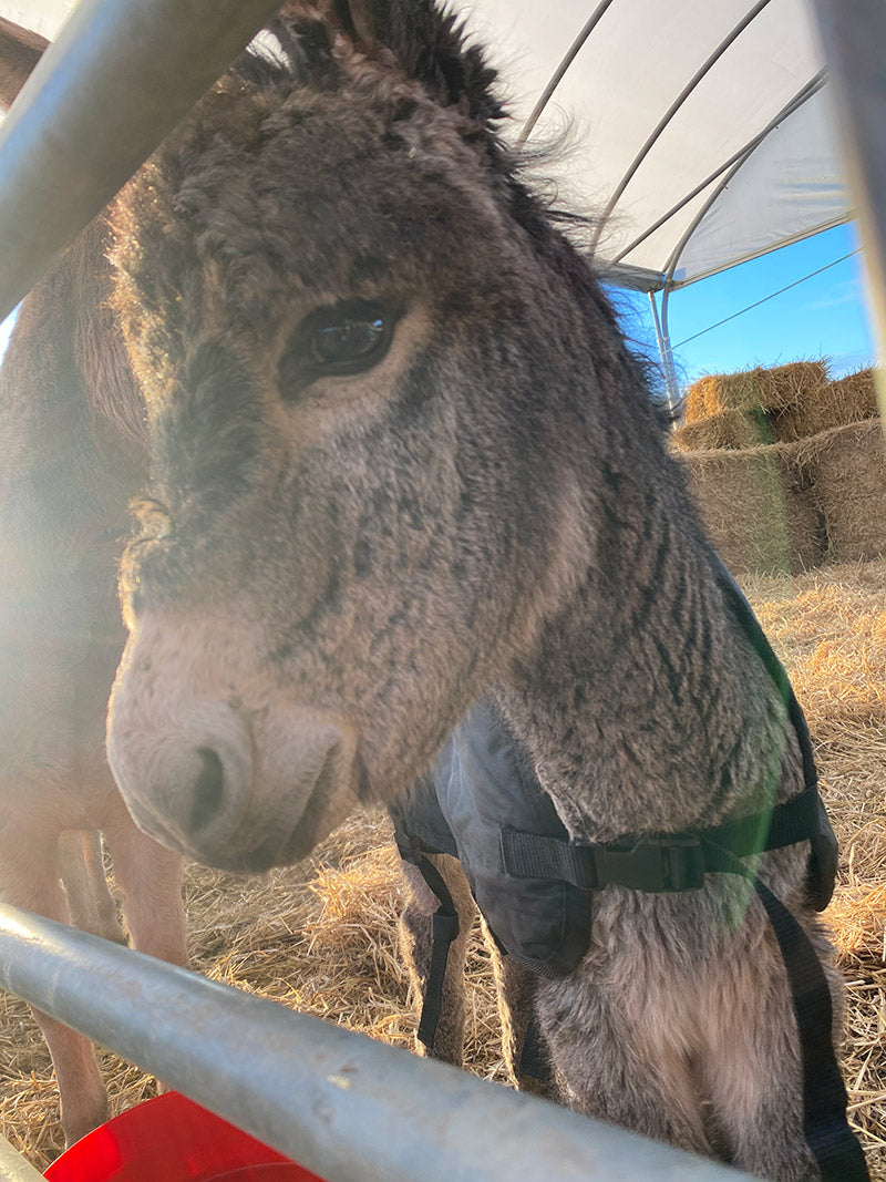 Videos – Dalscone Farm