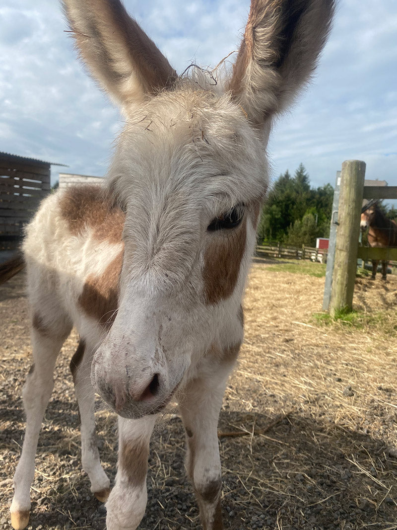 Videos – Dalscone Farm