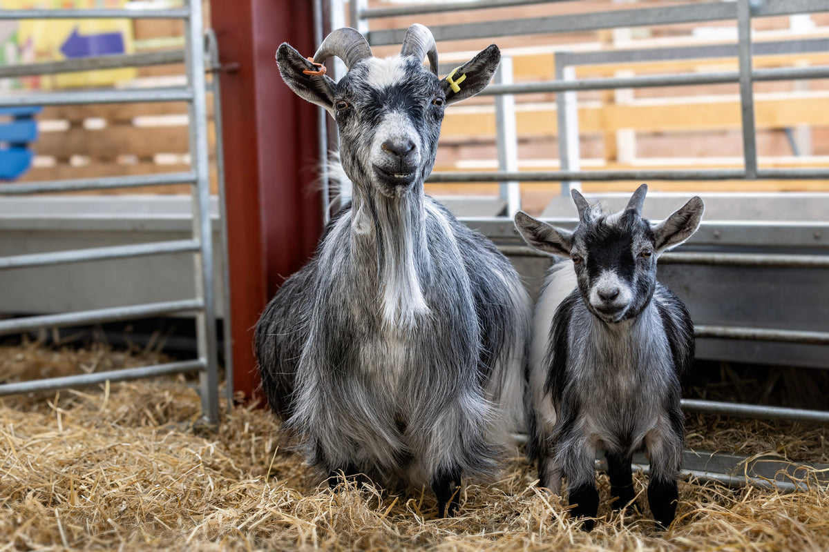 Animals – Dalscone Farm