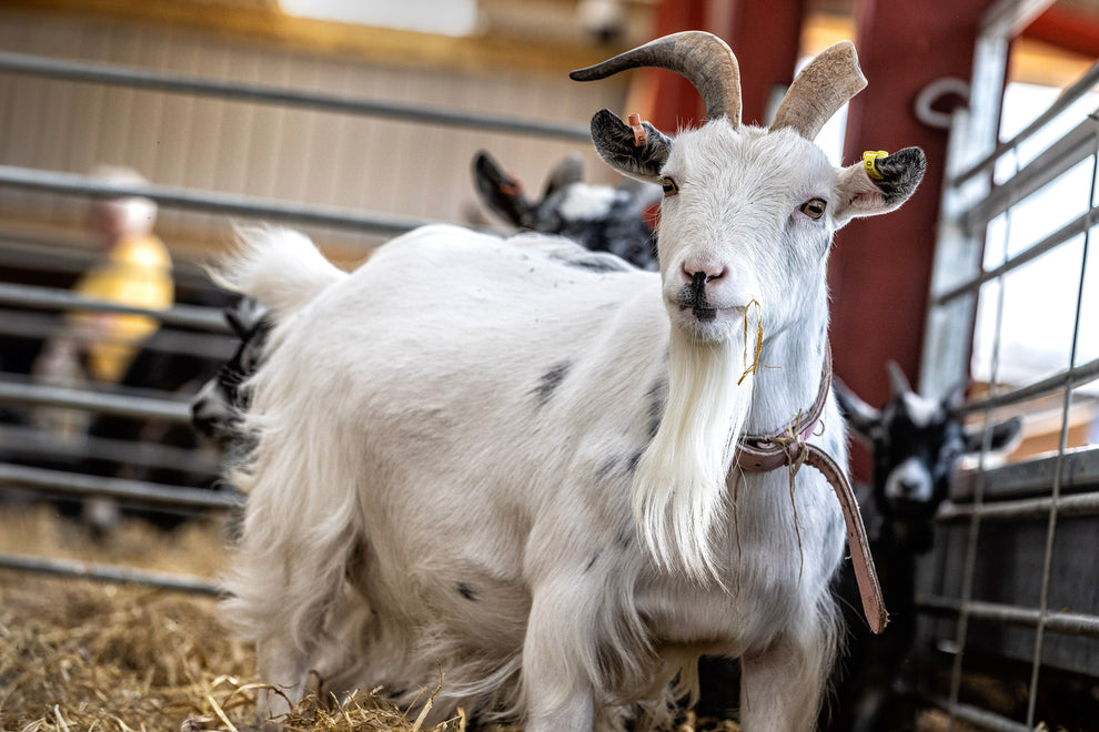 Animals – Dalscone Farm