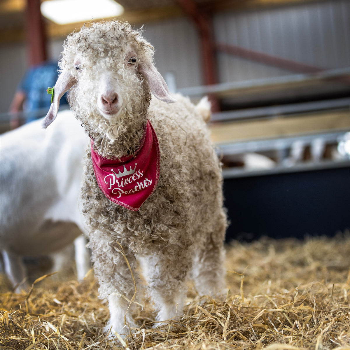 Animals – Dalscone Farm
