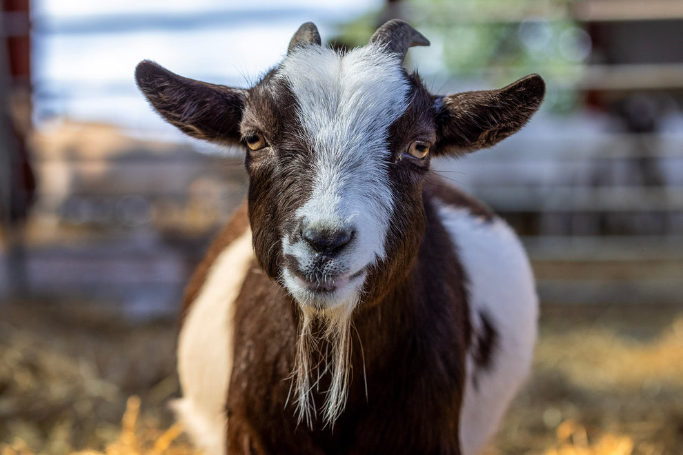 Animal Profiles – Dalscone Farm
