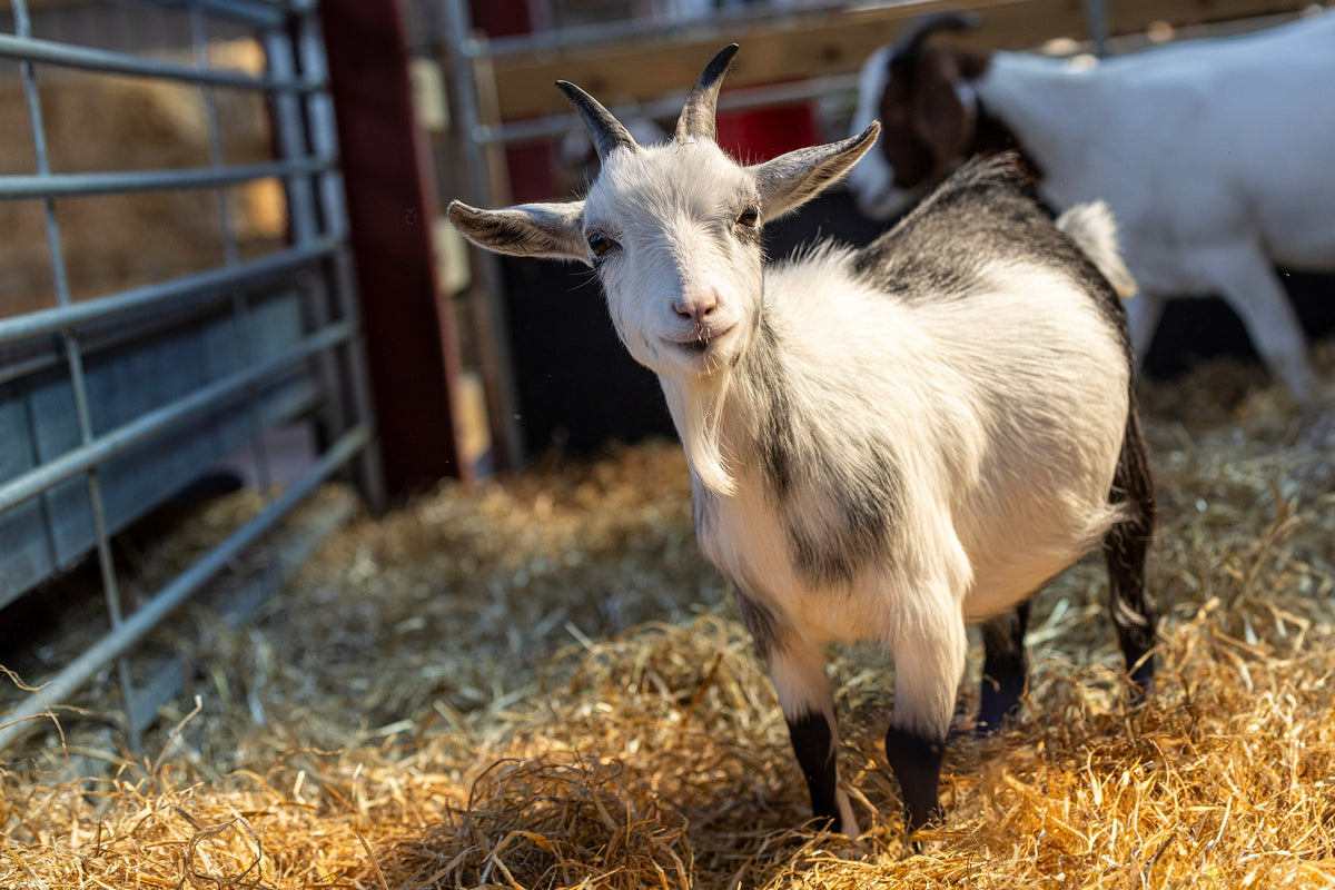 Animals – Dalscone Farm