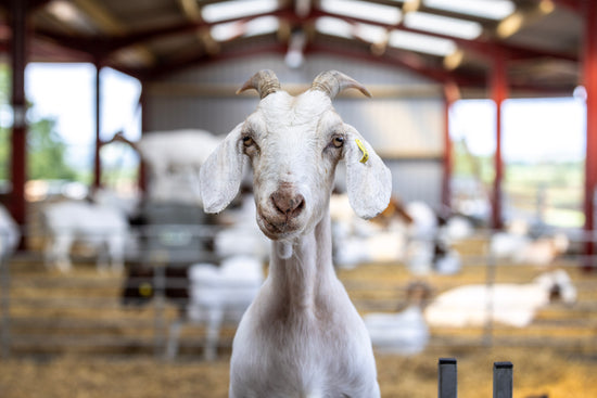 Animals – Dalscone Farm