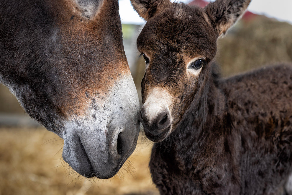 Animals – Dalscone Farm