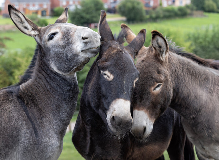 Animals – Dalscone Farm