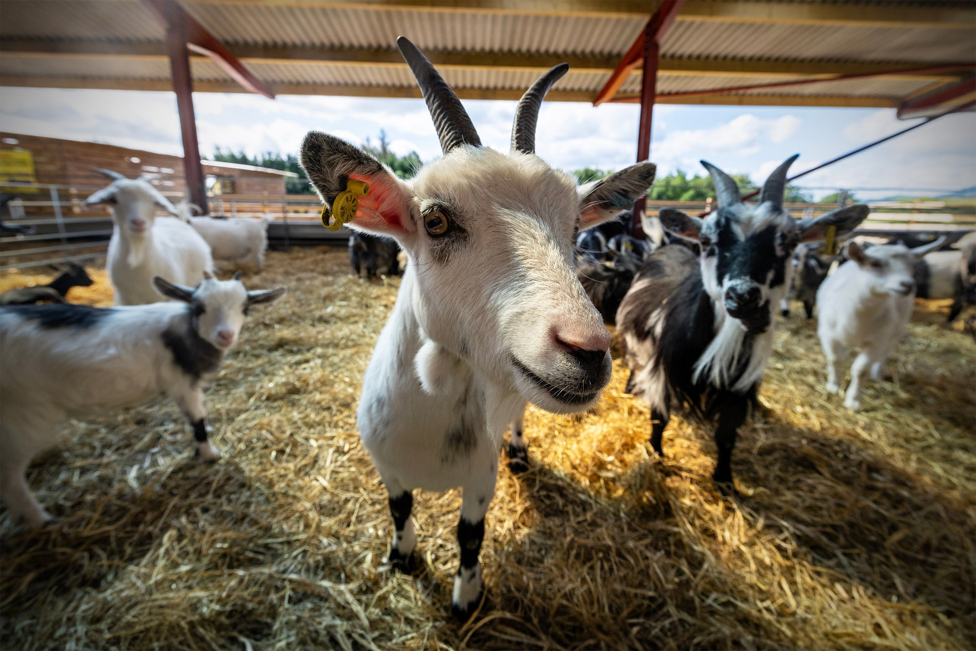 Animals – Dalscone Farm