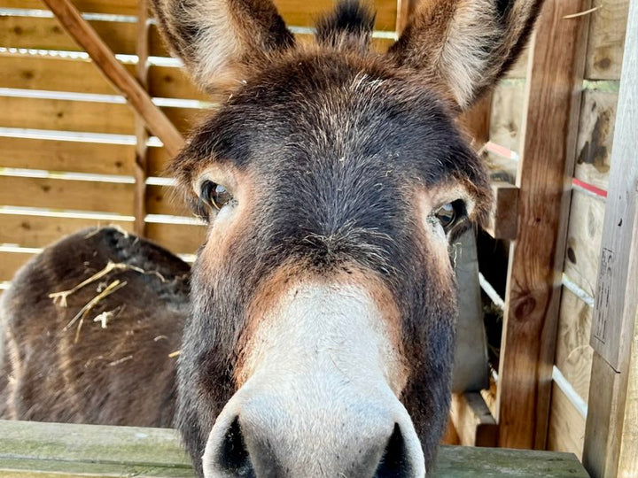 Animal Profiles – Dalscone Farm